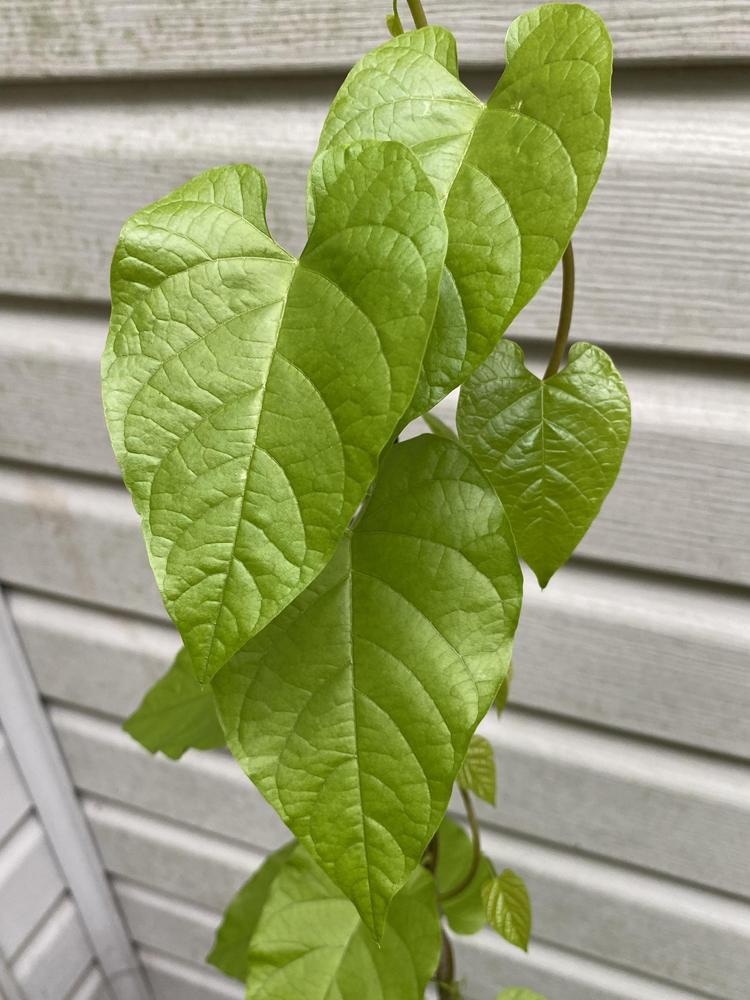 Photo of the leaves of Morning Glory Vine (Operculina pteripes) posted ...