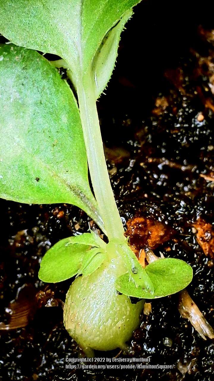 Photo of the seedling or young plant of Monolena (Monolena primuliflora ...