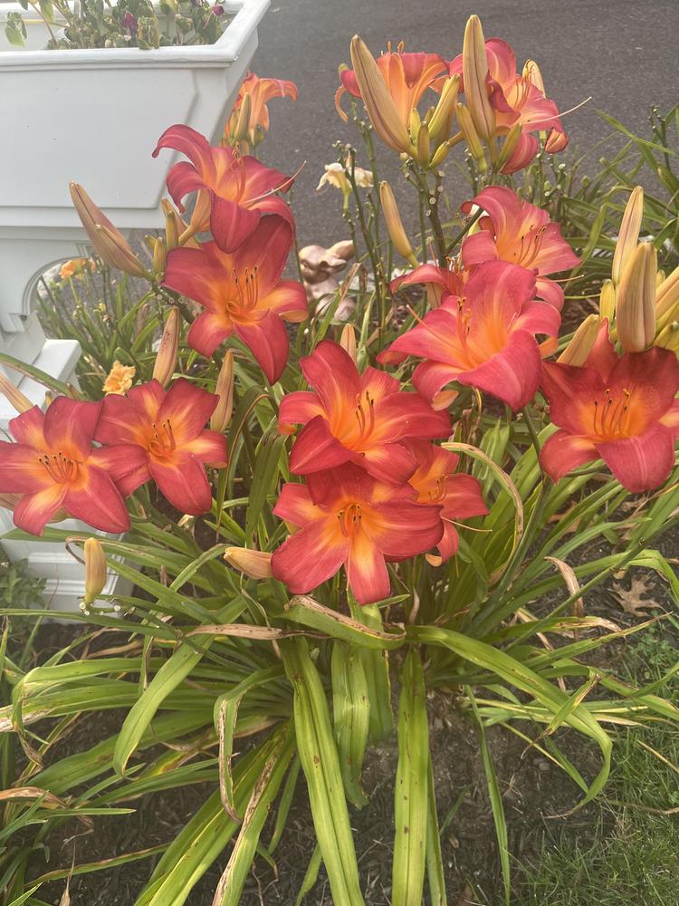 Photo of the bloom of Daylily (Hemerocallis 'Cherry Cheeks') posted by ...