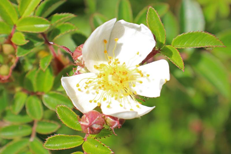 Photo of the bloom of Rose (Rosa transmorrisonensis) posted by ...