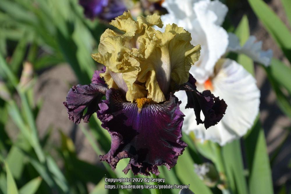 Photo of the bloom of Tall Bearded Iris (Iris 'Volcanic Star') posted ...