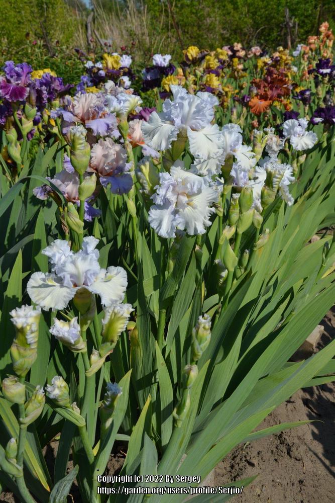 Photo of the bloom of Tall Bearded Iris (Iris 'Pure Innocence') posted ...
