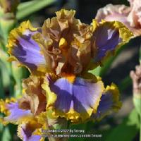 Photo of the bloom of Tall Bearded Iris (Iris 'Western Edge') posted by ...