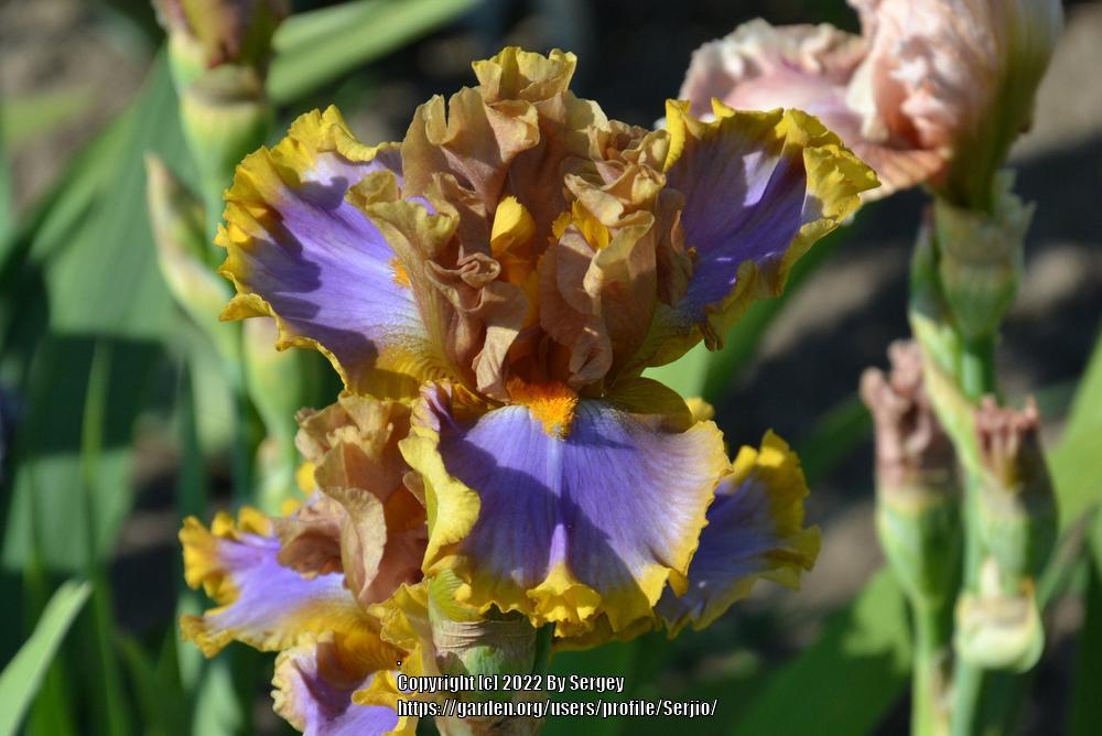 Photo of the bloom of Tall Bearded Iris (Iris 'Western Edge') posted by Serjio - Garden.org