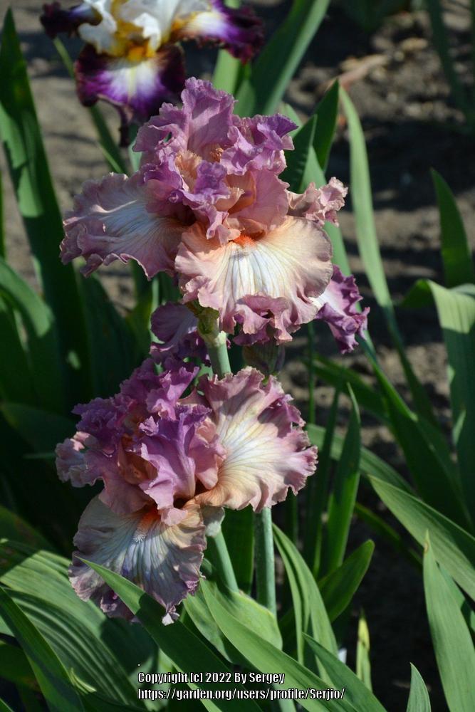 Photo of the bloom of Tall Bearded Iris (Iris 'Pointed Remark') posted by Serjio - Garden.org