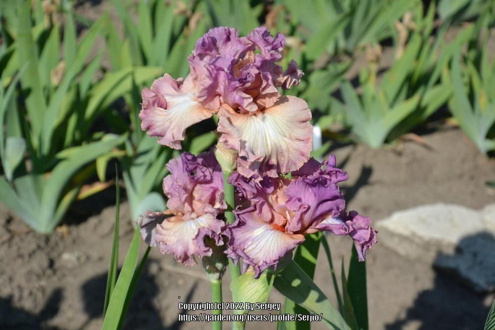 Photo of the bloom of Tall Bearded Iris (Iris 'Pointed Remark') posted by Serjio - Garden.org