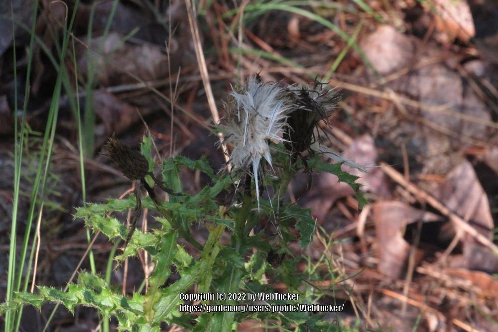 Photo of the seed pods or heads of Coastal Plain Thistle (Cirsium ...