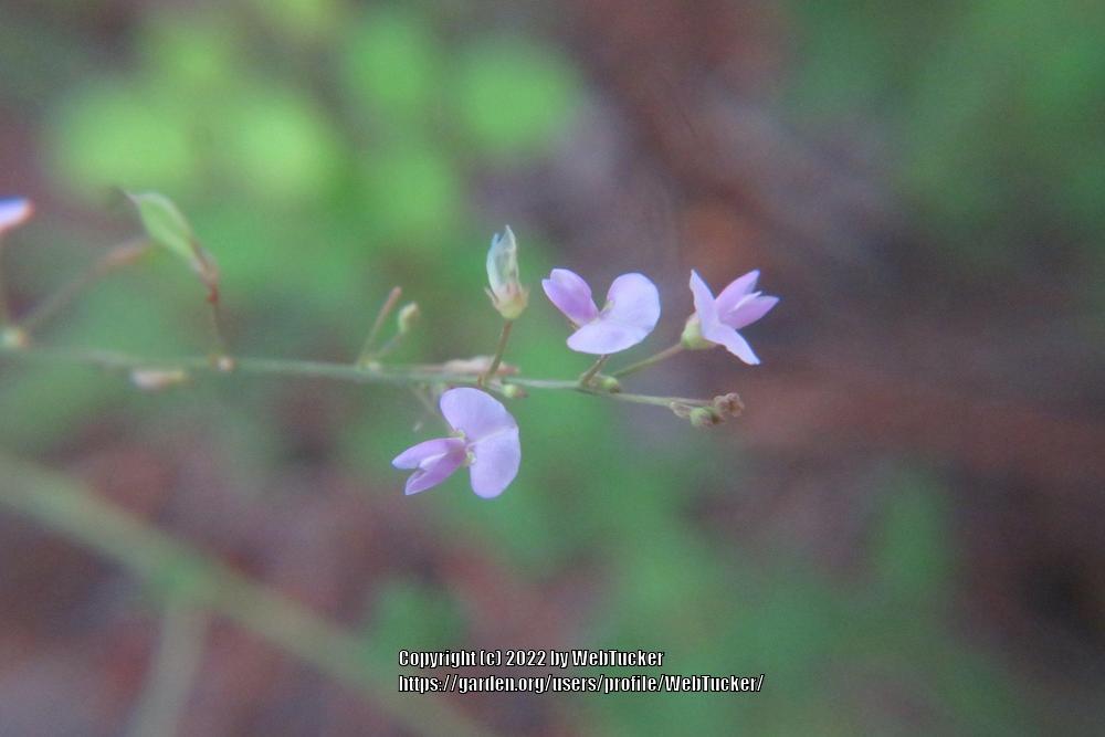 Photo of the bloom of Tick Trefoil (Desmodium nudiflorum) posted by ...