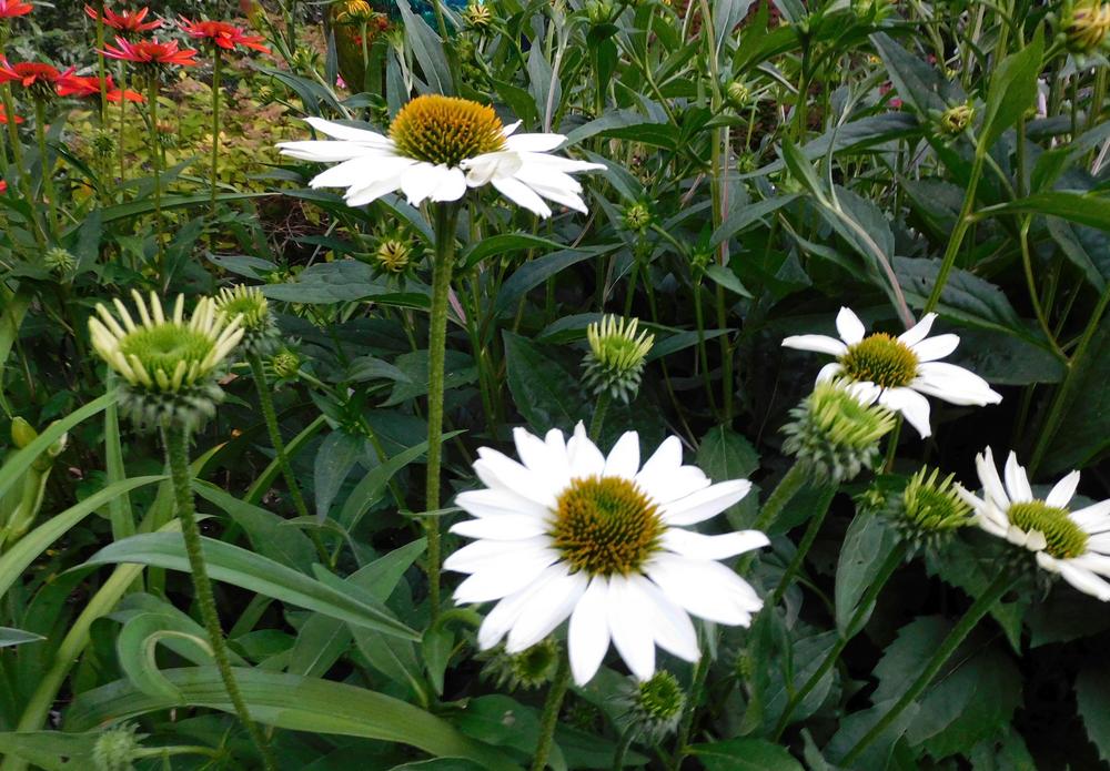 Photo of the entire plant of Dwarf Coneflower (Echinacea Kismet® White ...