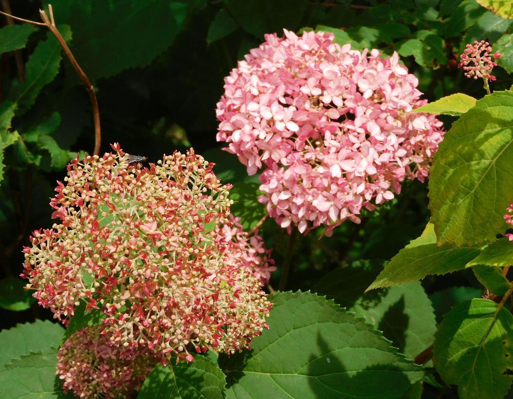 Photo of the closeup of buds, sepals and receptacles of Smooth ...