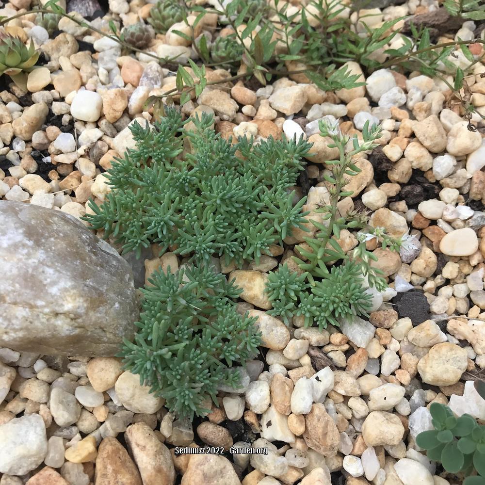 Photo of the entire plant of Red Stonecrop (Sedum rubens) posted by ...