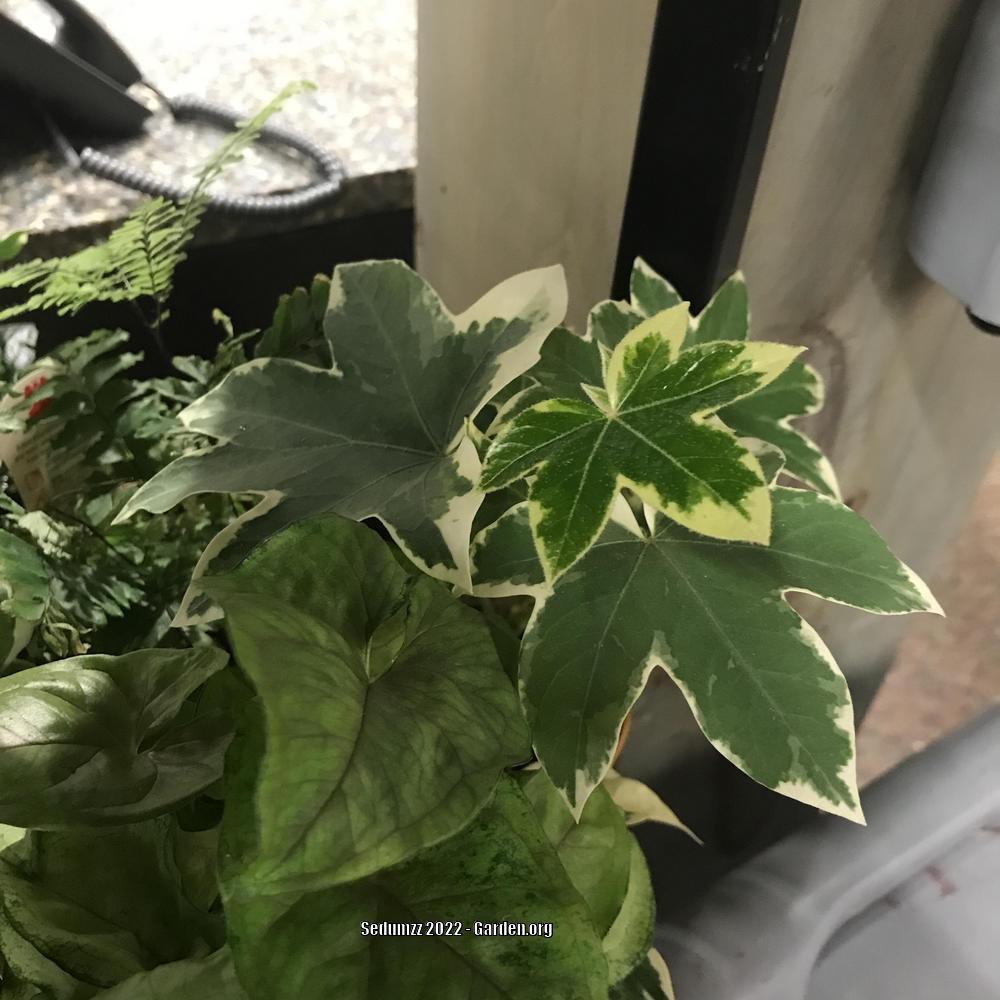 Photo of the entire plant of Tree Ivy (XFatshedera lizei 'Angyo Star ...
