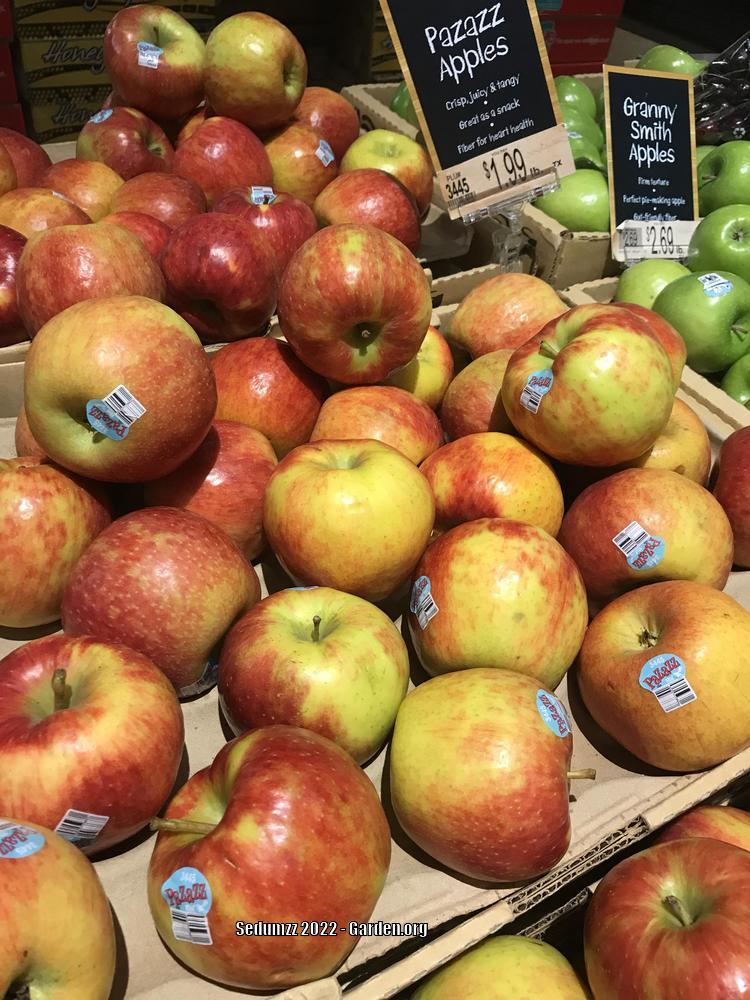 Apple (Malus domestica Pazazz®) in the Apples Database - Garden.org