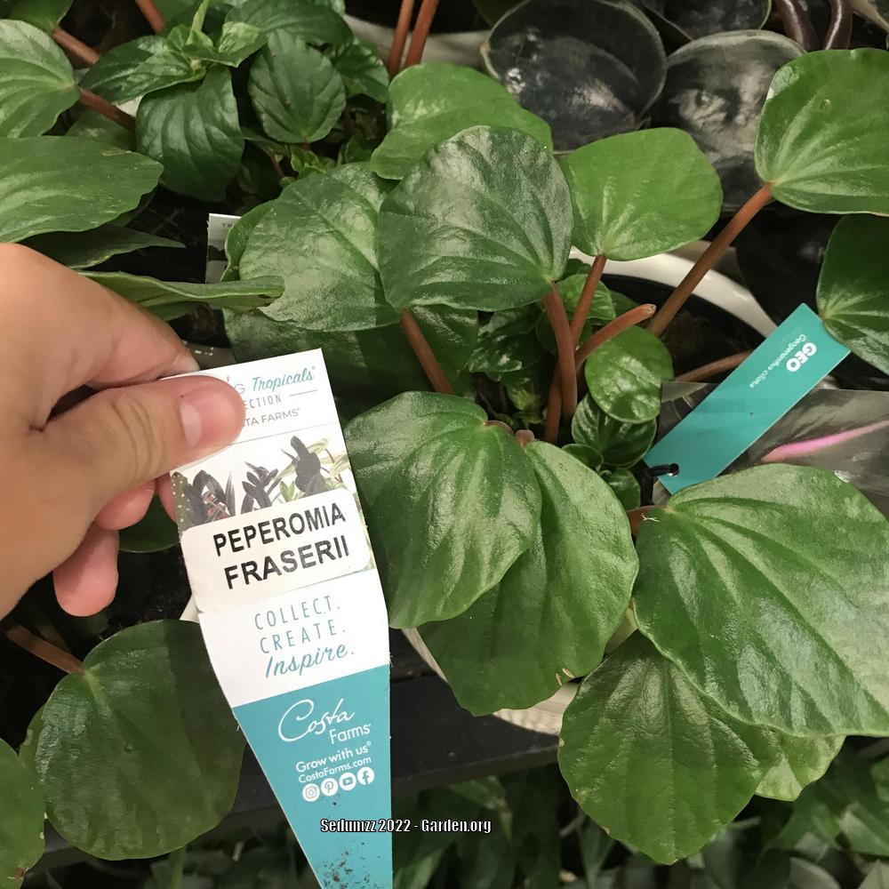 Flowering Peperomia (Peperomia fraseri) - Garden.org
