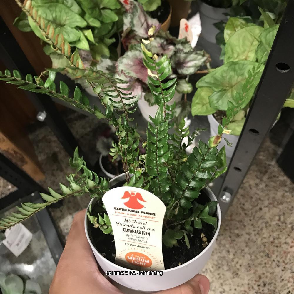 Fern (Pellaea paradoxa 'Glowstar') - Garden.org