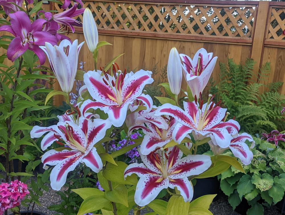 Photo of the entire plant of Lily (Lilium 'Big Smile') posted by Joy ...