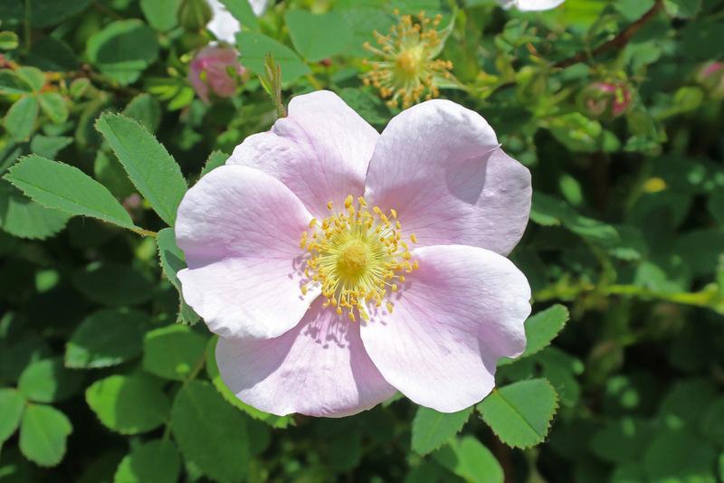 Photo of the bloom of Woods' Rose (Rosa woodsii) posted by RuuddeBlock ...