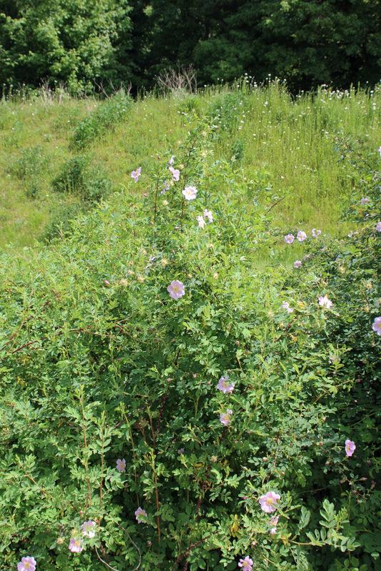 Photo of the entire plant of Woods' Rose (Rosa woodsii) posted by ...