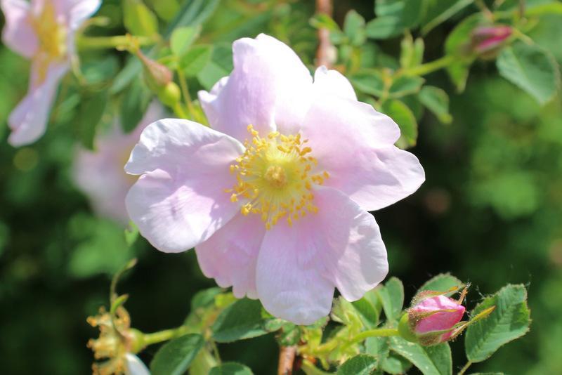 Photo of the bloom of Virginia Rose (Rosa virginiana) posted by ...