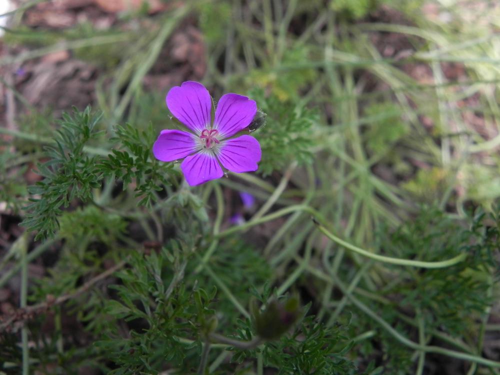 Cape Cranesbill (Geranium magniflorum) in the Geraniums Database ...