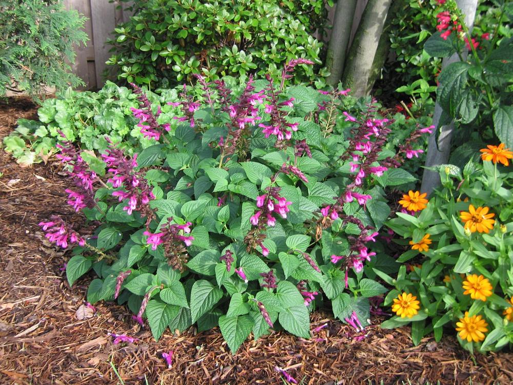 Salvia Unplugged® Pink™ in the Salvias Database - Garden.org