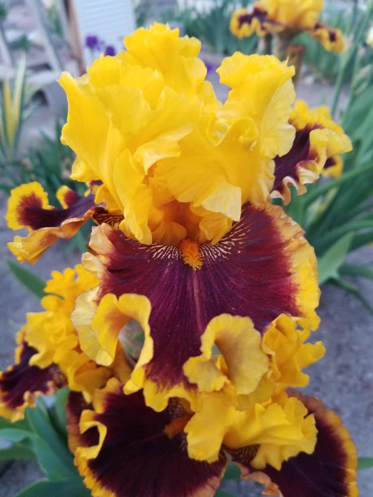 Photo of the bloom of Tall Bearded Iris (Iris 'Mind Blowing') posted by ...