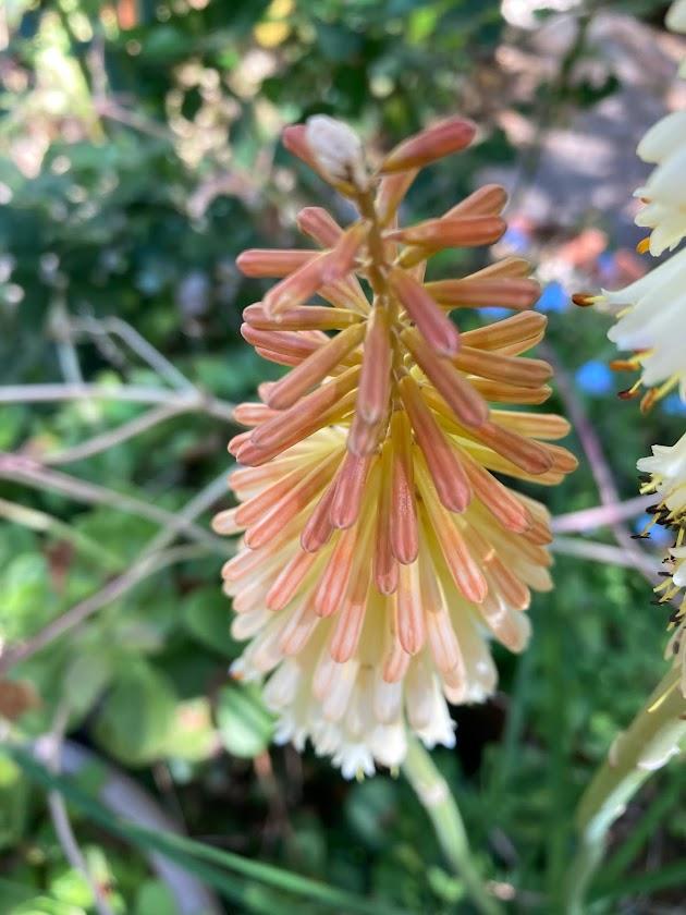 Photo of the bloom of Tritoma (Kniphofia 'Toffee Nosed') posted by ...