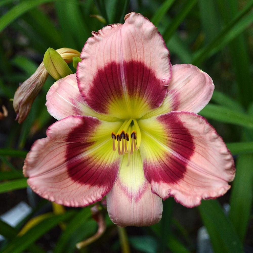 Daylily (Hemerocallis 'Adena Ida's Gem') in the Daylilies Database ...