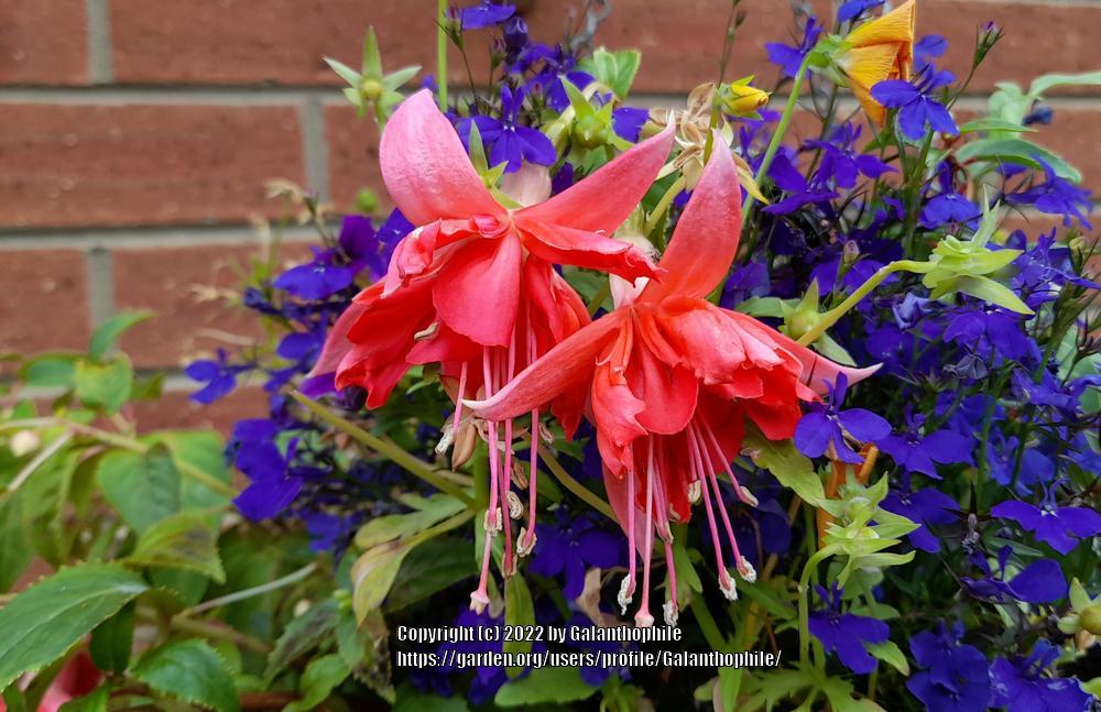 Photo of the bloom of Fuchsia 'Dancing Flame' posted by Galanthophile ...