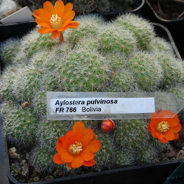 Photo of the entire plant of Flame Crown Cactus (Aylostera deminuta ...