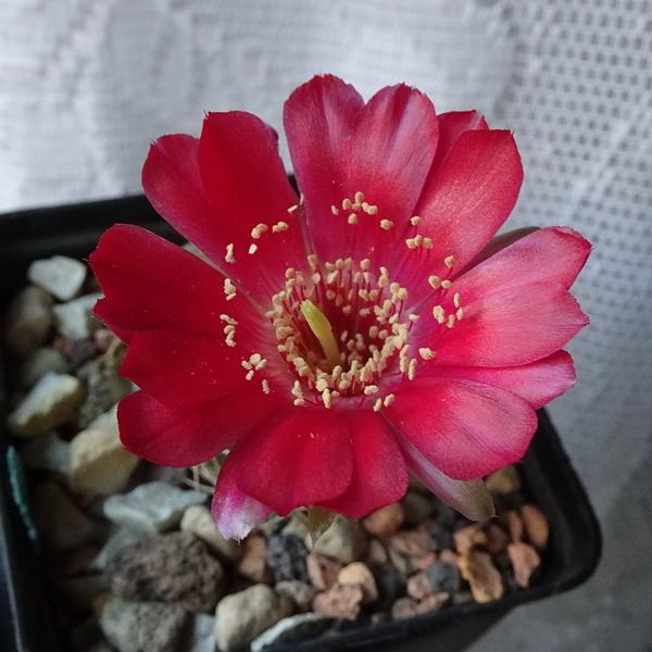 Lobivia caineana - Garden.org