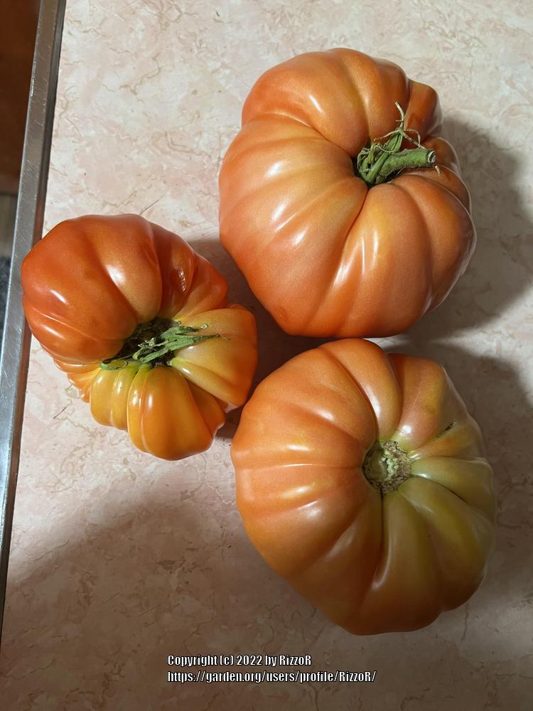 Photo of the fruit of Tomato (Solanum lycopersicum 'Sicilian Godfather ...