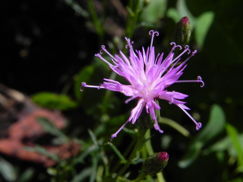 Photo of the bloom of Serratula tinctoria subsp. seoanei posted by SL ...
