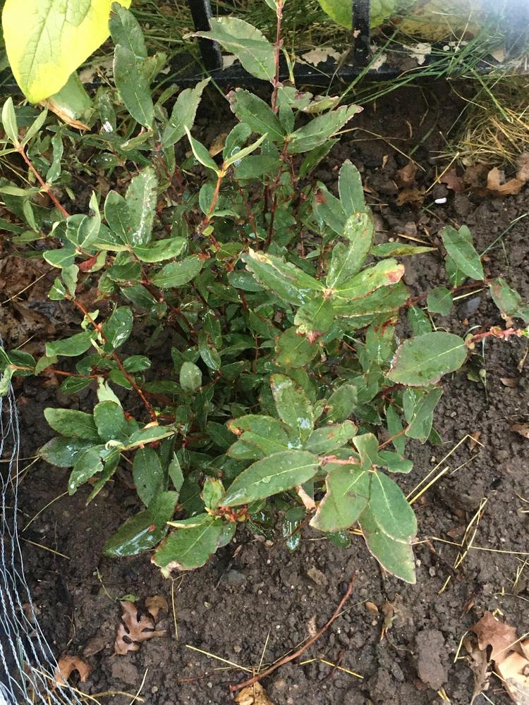 Haskap (Lonicera caerulea subsp. caerulea Yezberry® Sugar Pie™) in the ...