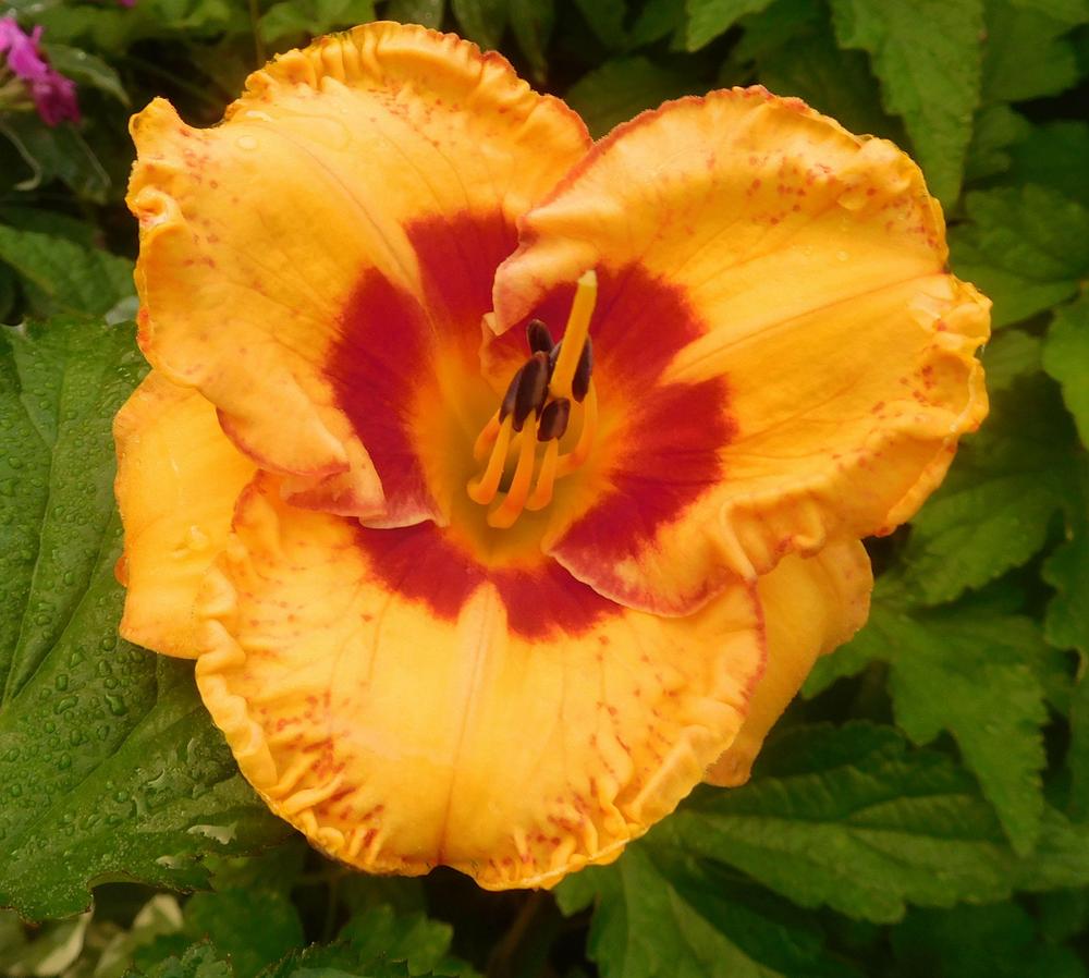 Daylily (Hemerocallis 'Cherokee Pass') in the Daylilies Database - Garden.org