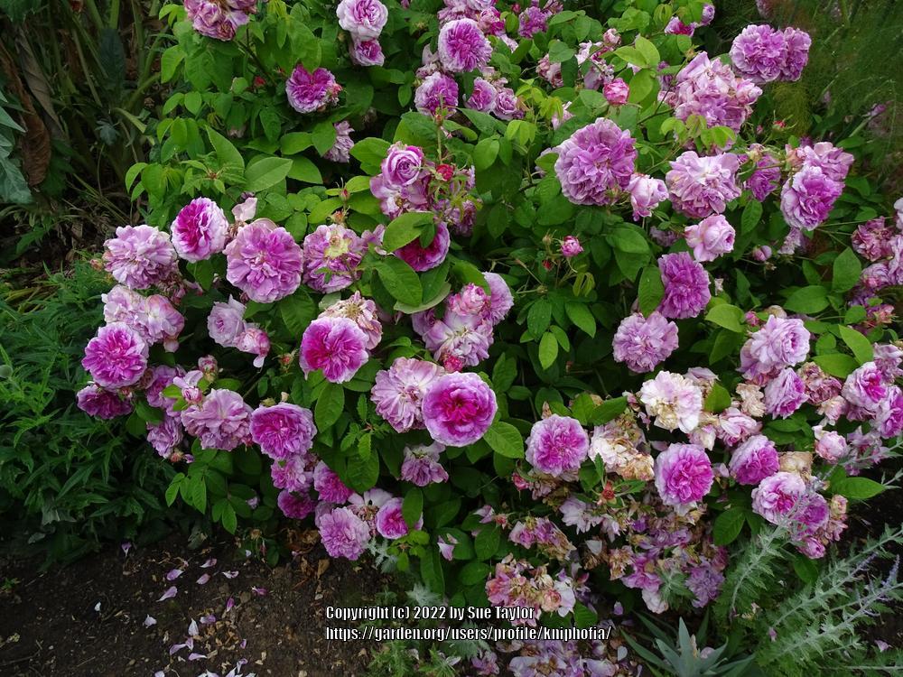 Rose (Rosa 'President de Seze') in the Roses Database - Garden.org