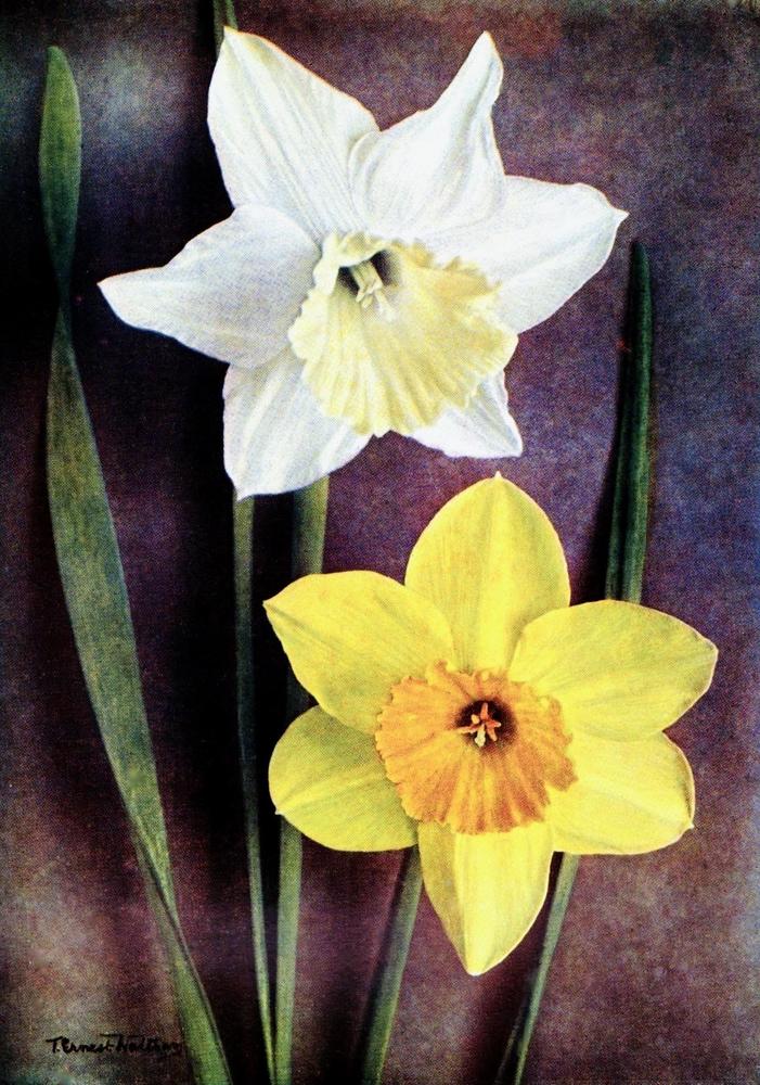 Photo of the documentation of Large Cupped Daffodil (Narcissus ...