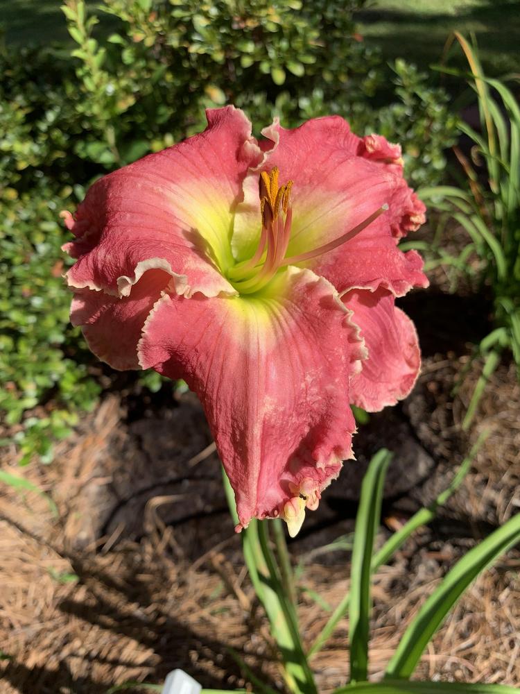 Photo of the bloom of Daylily (Hemerocallis 'Ruby in the Garden') posted by Lillietta - Garden.org