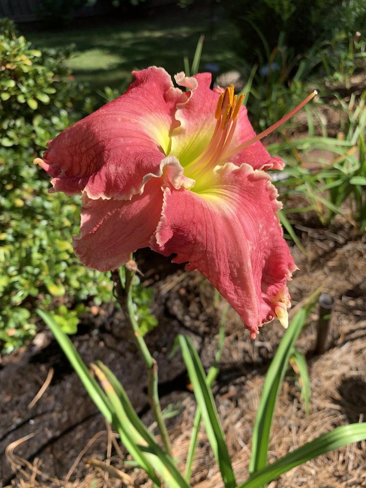 Photo of the bloom of Daylily (Hemerocallis 'Ruby in the Garden') posted by Lillietta - Garden.org