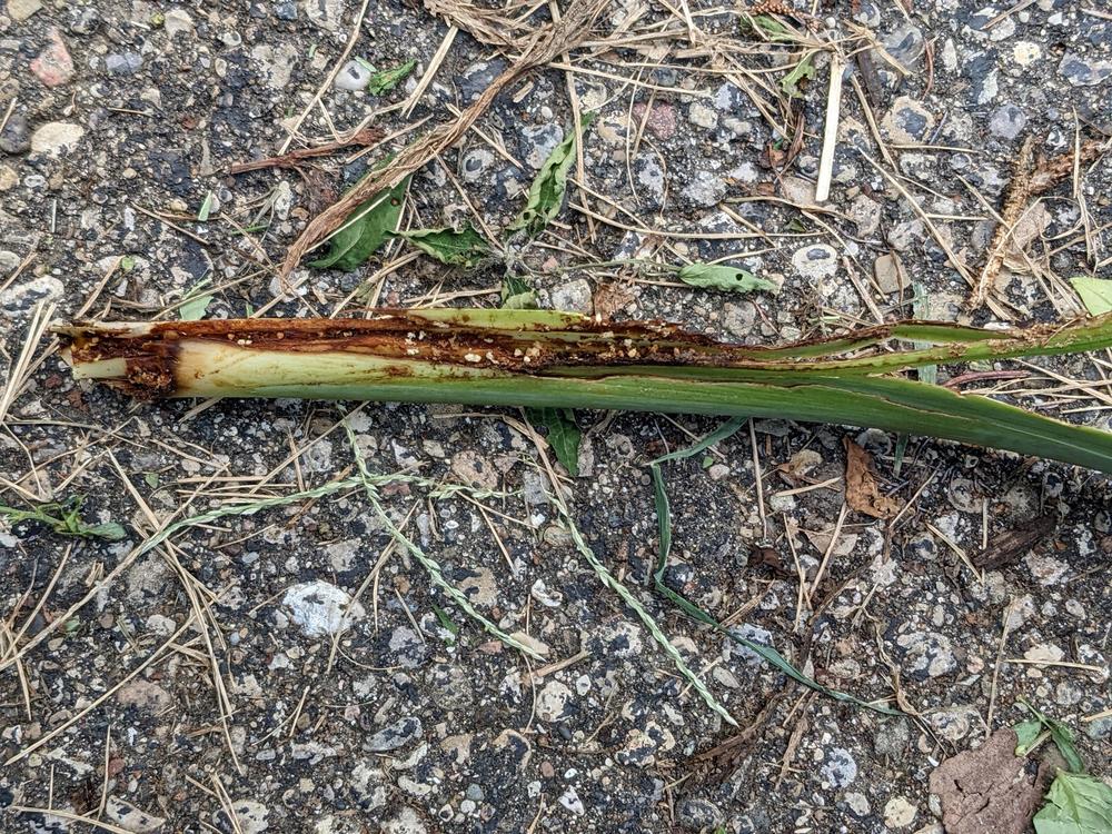 Drat - iris pests in the Irises forum - Garden.org