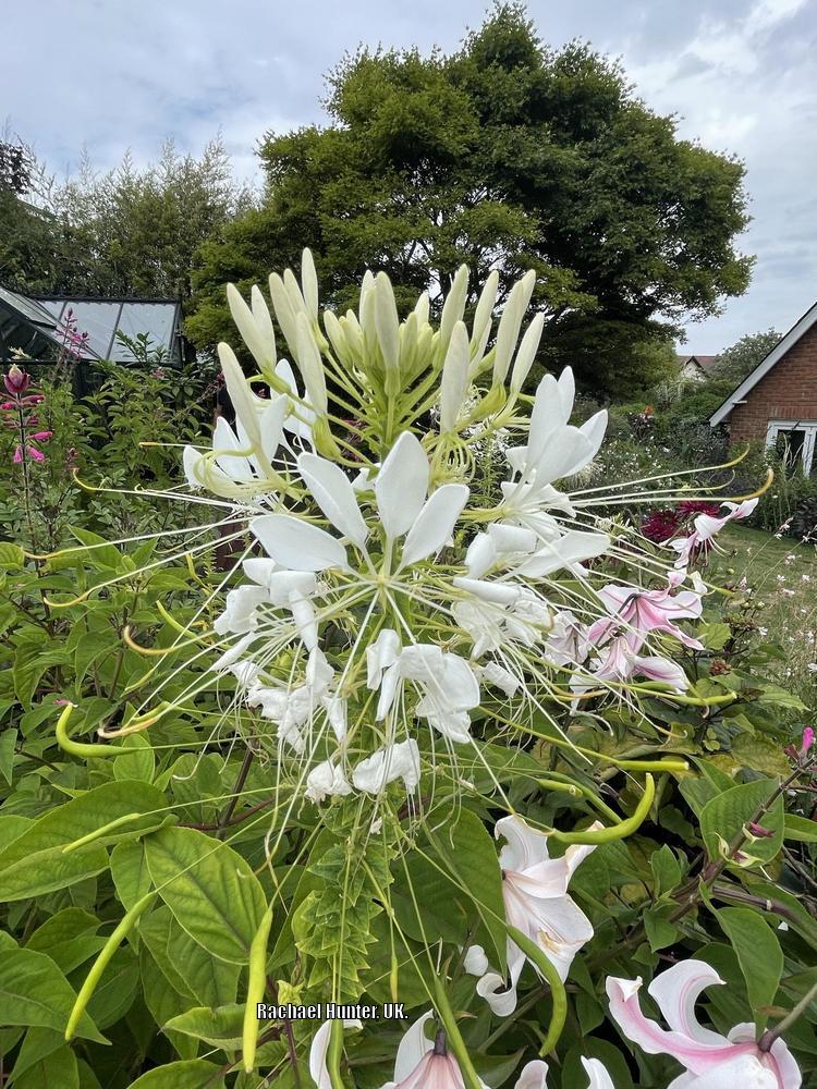 Spider Flower (Tarenaya houtteana 'Sparkler White') - Garden.org