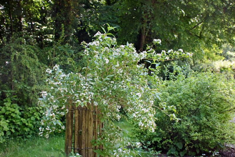 Photo of the entire plant of Fragrant Abelia (Zabelia tyaihyoni) posted ...