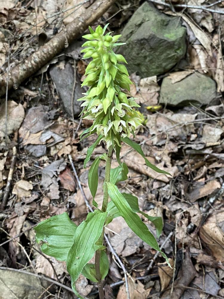 Photo of the entire plant of Broad-Leaved Helleborine (Epipactis ...