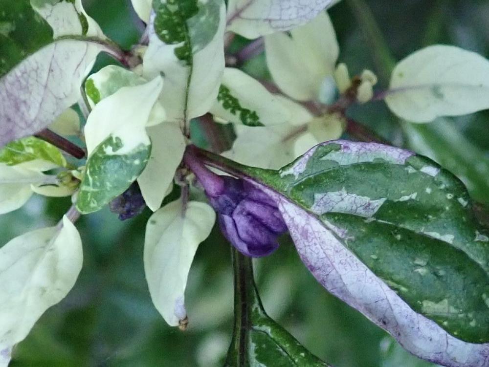 Ornamental Pepper (Capsicum annuum 'Calico') in the Peppers Database ...