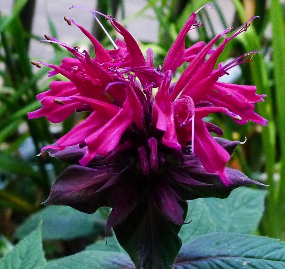Bee Balm (Monarda 'Peter's Fancy Fuchsia') in the Bee Balms Database ...