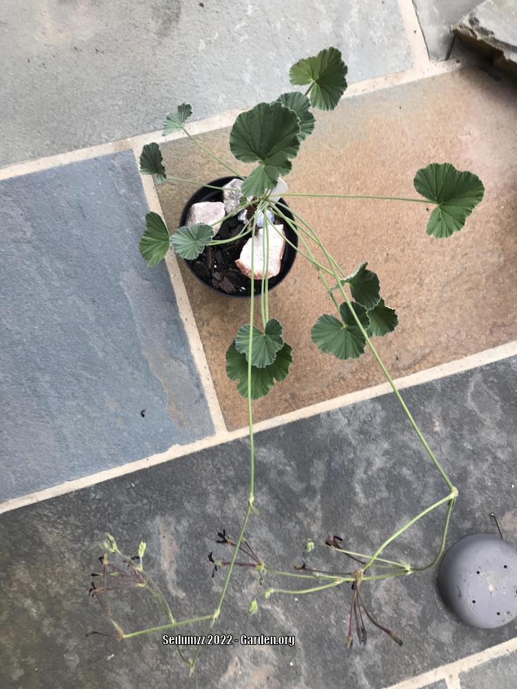 Photo of the entire plant of South African Geranium (Pelargonium ...