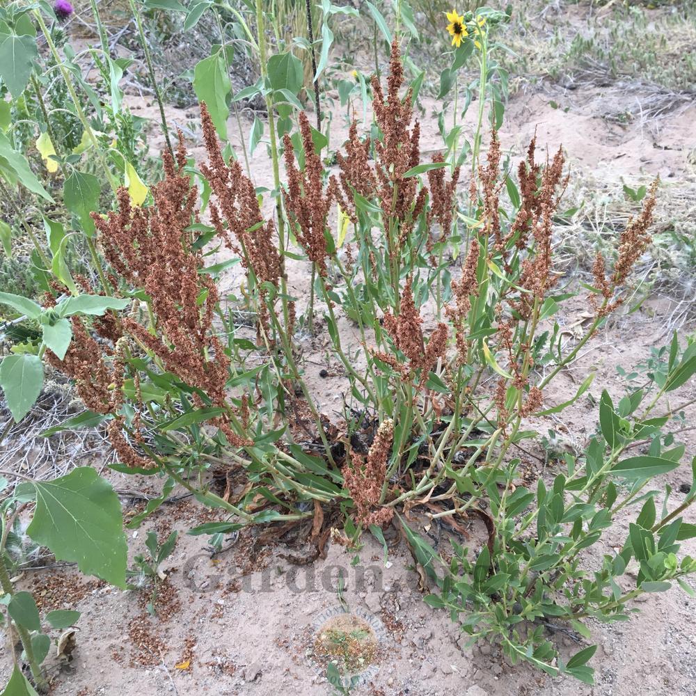 Photo of the entire plant of Mexican Dock (Rumex triangulivalvis ...