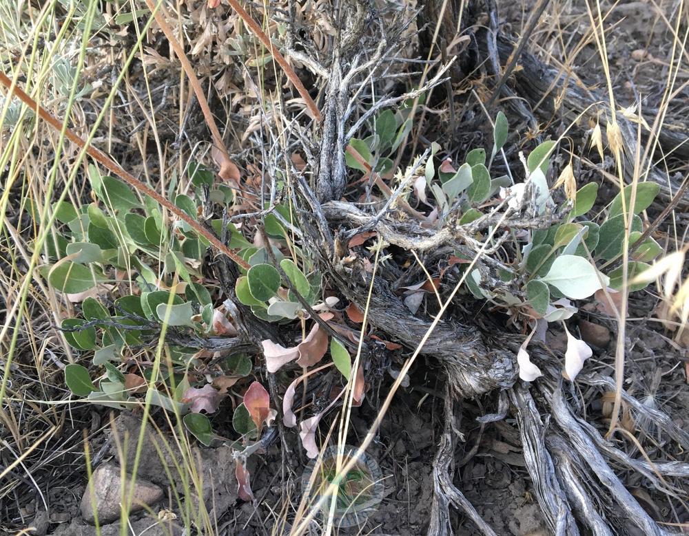 Photo of the habitat view of Bicolor Sulfur Flower (Eriogonum ...