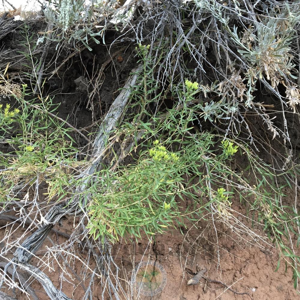 Photo of the habitat view of Yellow Rabbitbrush (Chrysothamnus ...