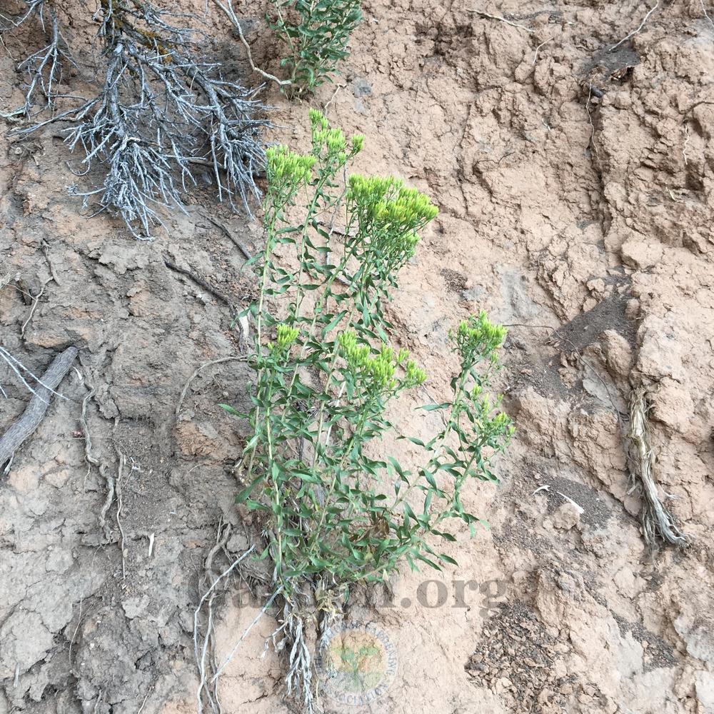 Photo of the entire plant of Yellow Rabbitbrush (Chrysothamnus ...